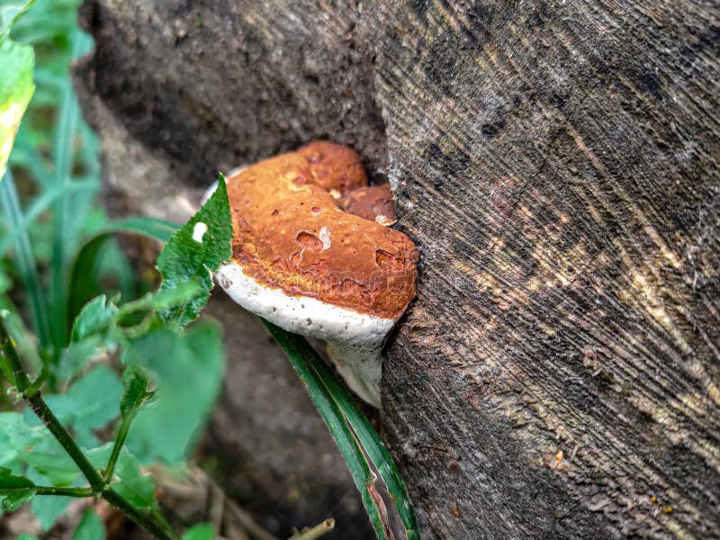 Red-belted Conk on Old Tree in the Forest Stock Photo - Image of forest ...