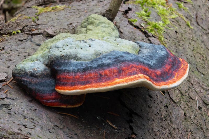 Red-belted conk stock photo. Image of parasite, brown - 321799452