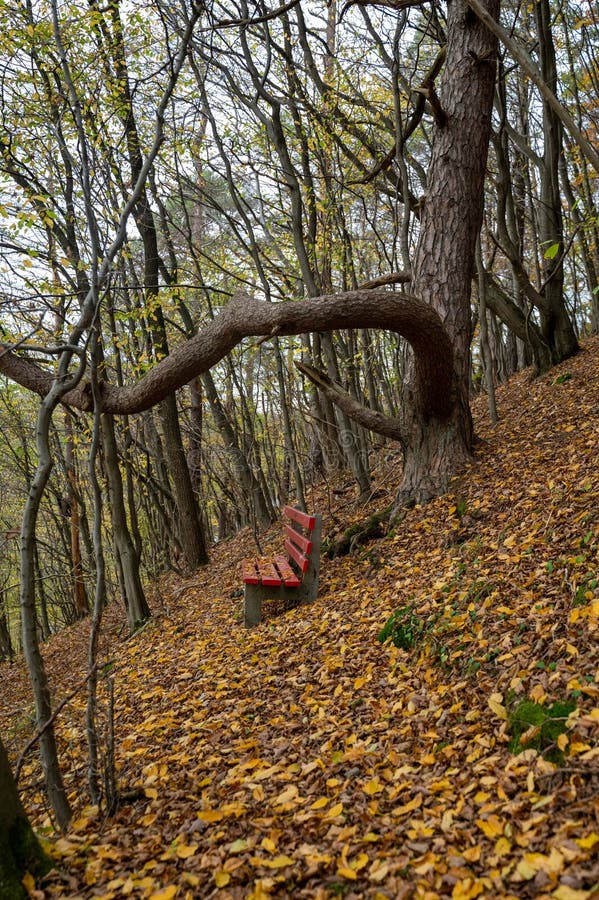 Red Bench in the Forest Under Gnarled Tree Stock Photo - Image of ...