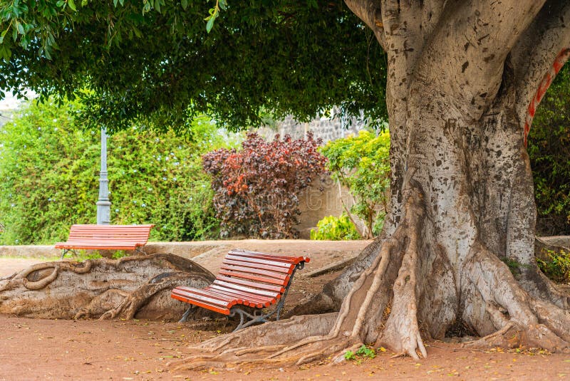 574 Bench Under Shade Tree Stock Photos - Free & Royalty-Free Stock ...