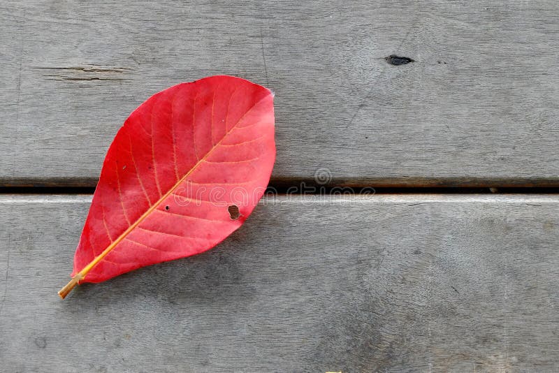 Red Bengal Almond Leaf on Wooden Floor. Stock Image - Image of leaf ...