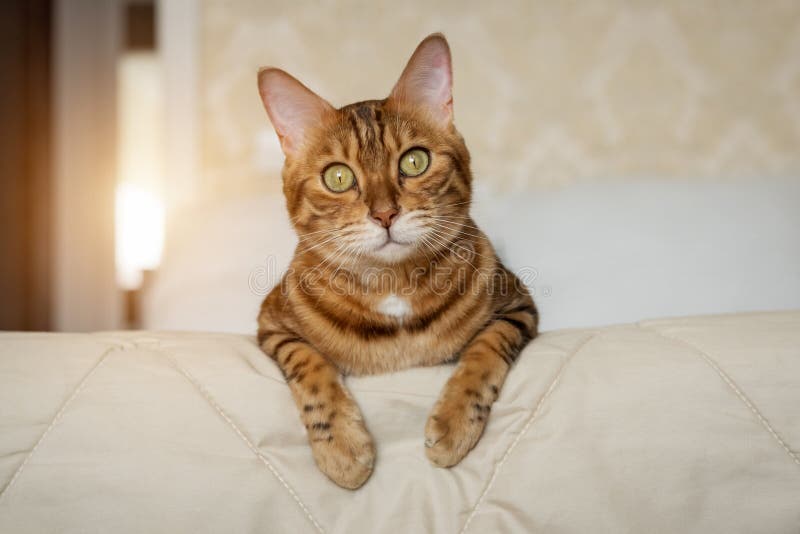 A Red Bengal Cat Lies on the Bed at Home Stock Image - Image of cozy ...