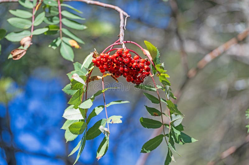 Red Berried Elder Berries in a Tree Stock Image - Image of fruit ...