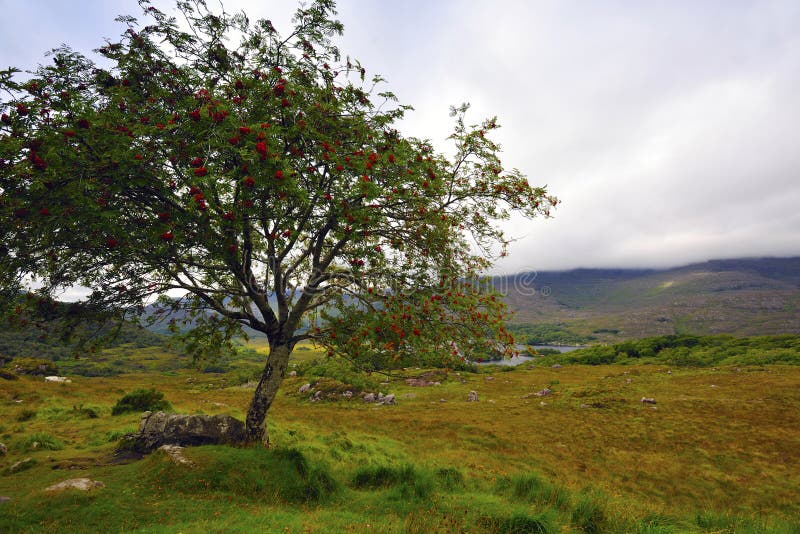 Red Berries stock photo. Image of nature, ireland, berries - 10972342