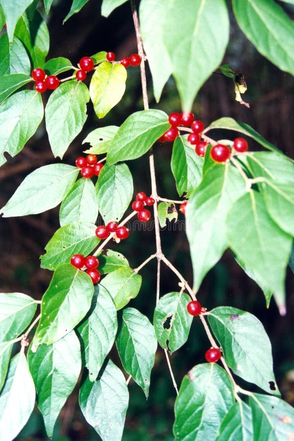 Red berries stock image. Image of leaf, nature, flower - 11219411