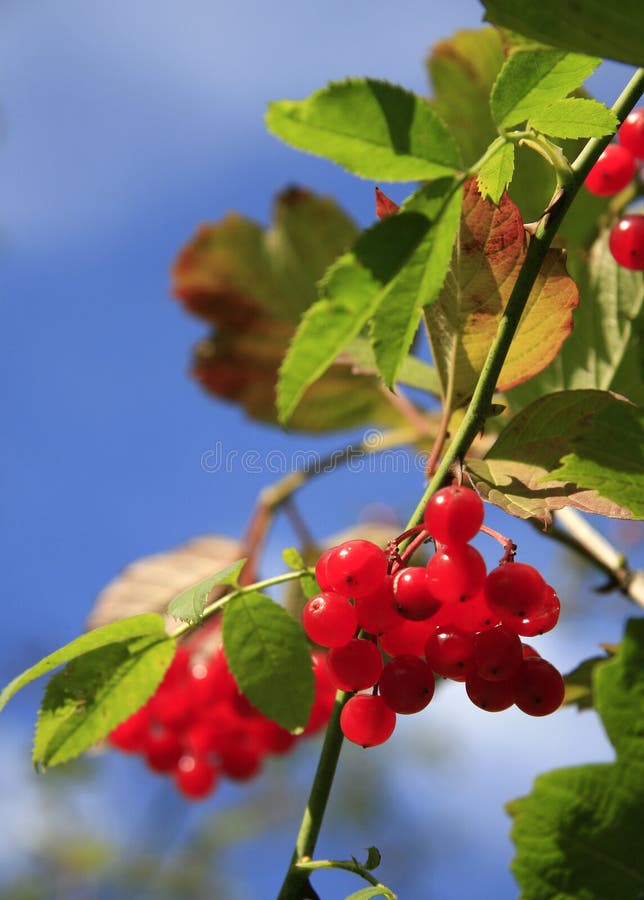 Red berries stock photo. Image of nice, soft, blue, leaf - 1280706