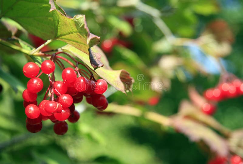 Red berries stock image. Image of rose, nice, botanical - 1280745