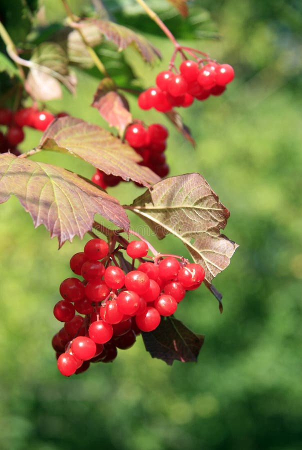 Red berries stock image. Image of rose, nice, botanical - 1280745