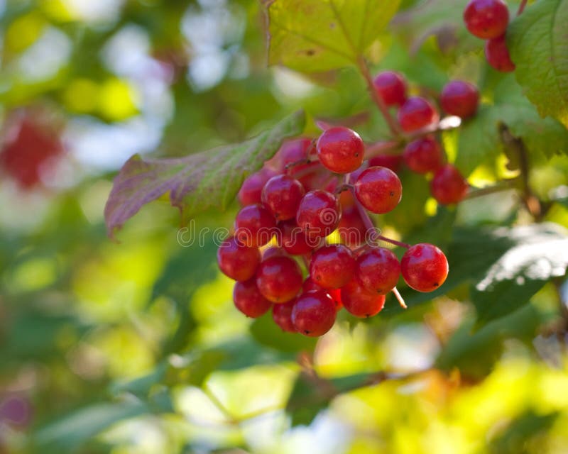 Red Berries stock photo. Image of berry, berries, bright - 15642174