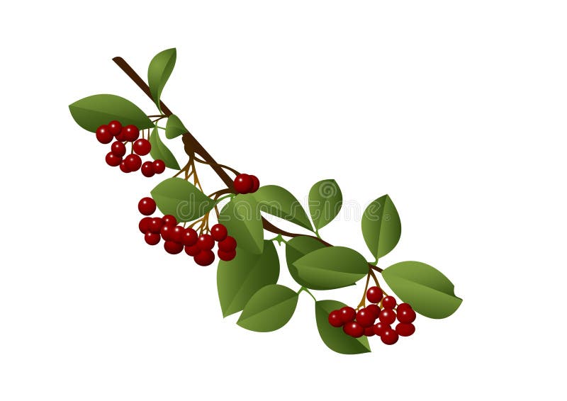 Red berries stock vector. Illustration of clip, food - 16034930