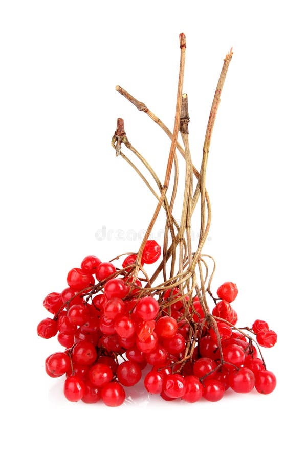 Red berries stock image. Image of berry, appetizing, medicinal - 17245429