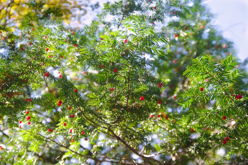 Red berries stock image. Image of outdoors, twig, ornament - 21485145
