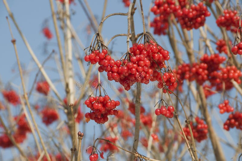 Red berries stock image. Image of flower, fruit, dogwood - 23920467