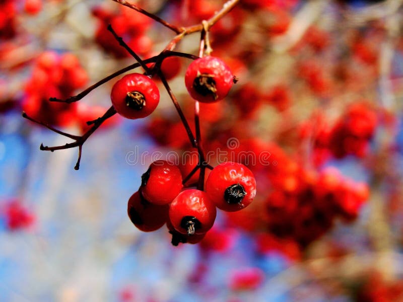 Red berries stock photo. Image of tree, food, pick, nature - 2535628