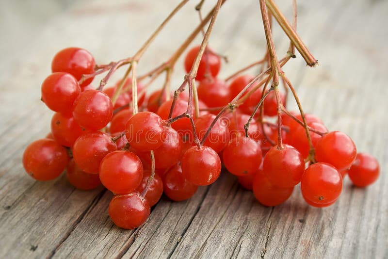 Red berries stock photo. Image of beautiful, cranberry - 26638320