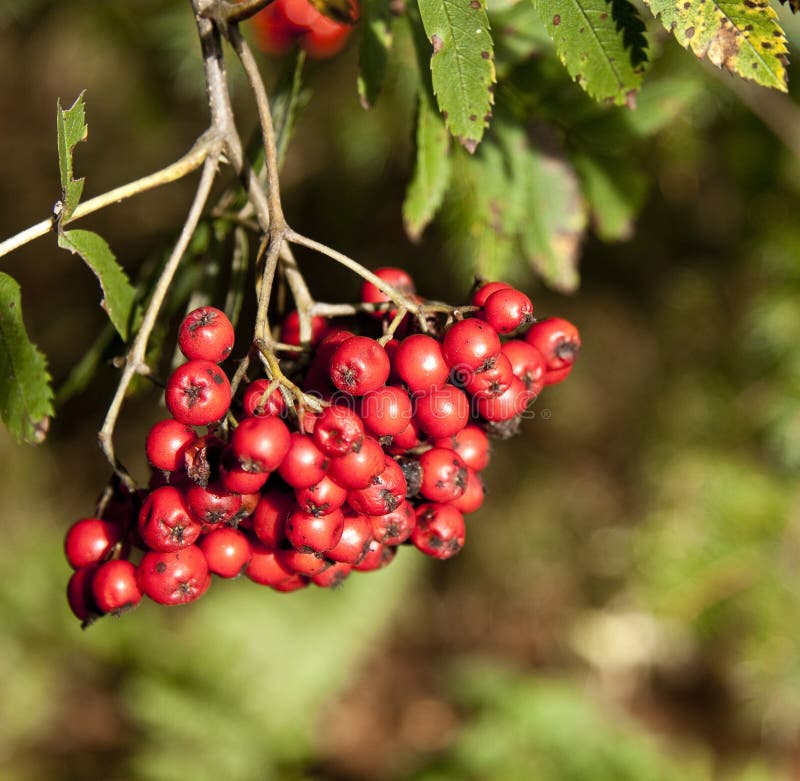 Red berries stock image. Image of october, tree, sunlight - 26978405