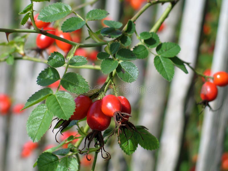 Red berries stock image. Image of ripe, fruit, food, syrup - 290473