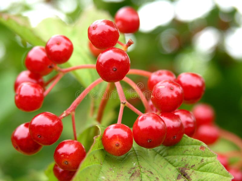Red Berries stock image. Image of berries, colours, wildlife - 4684123