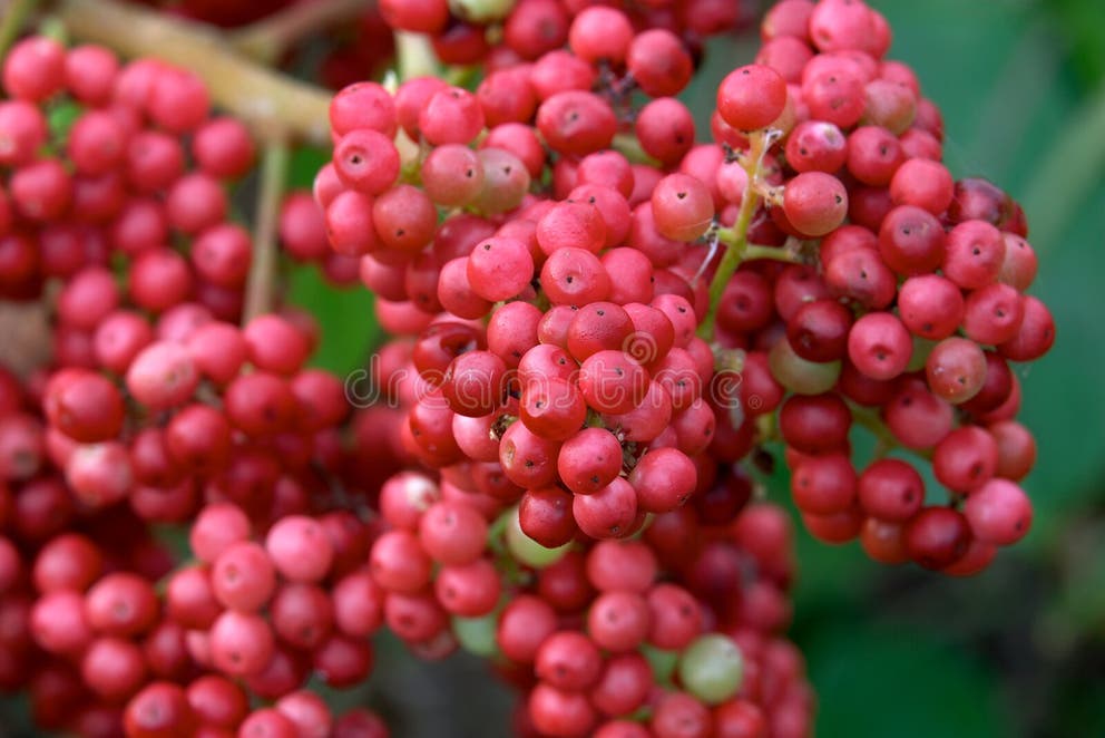 Red berries stock photo. Image of pink, wild, bitter, berries - 537540