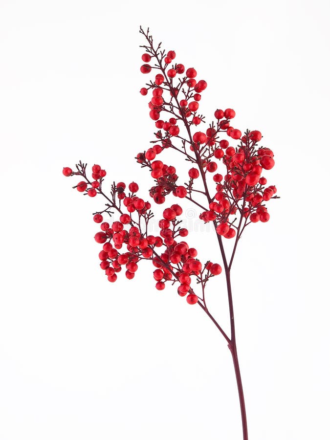 Close Up of Red Poppy Flower Stock Photo - Image of bright, plant: 19746884