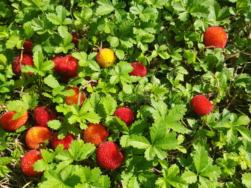 Red Berries Arbutus in Green Grass Stock Photo - Image of closeup ...