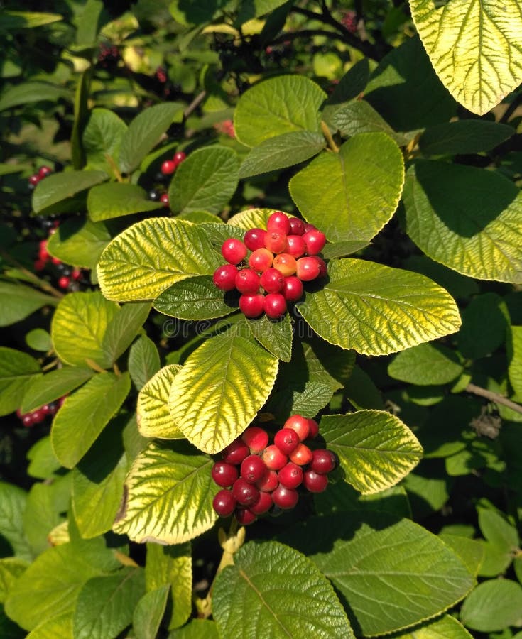 Red Berries Aronia in Red and Green on the Shrub in Summer Stock Photo ...