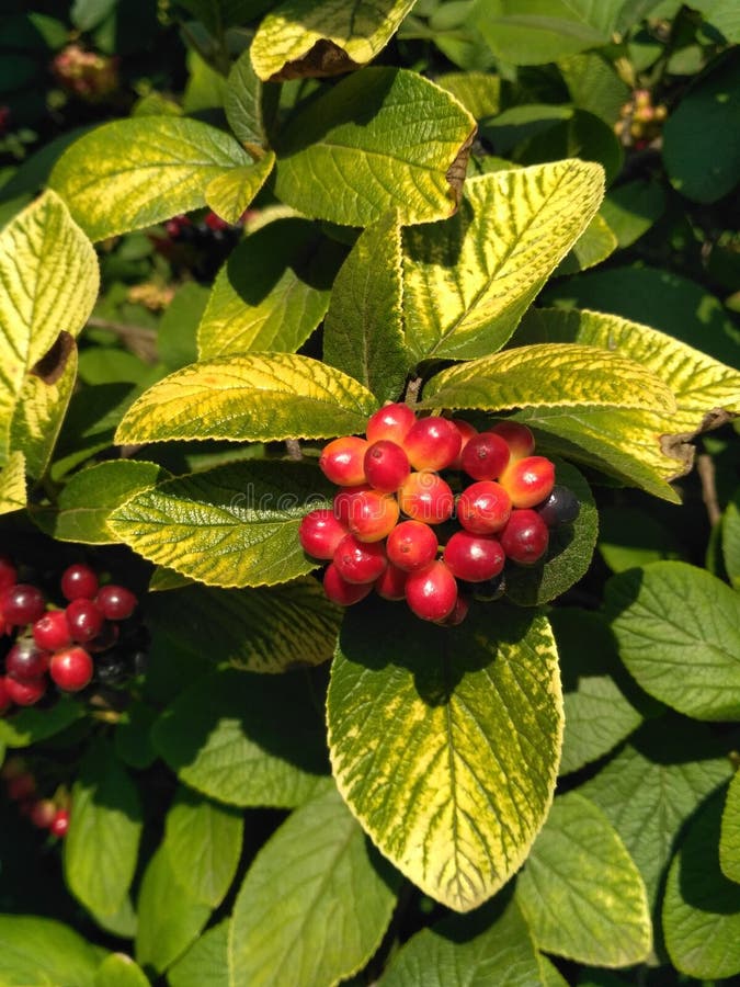Red Berries Aronia in Red and Green on the Shrub in Summer Stock Photo ...