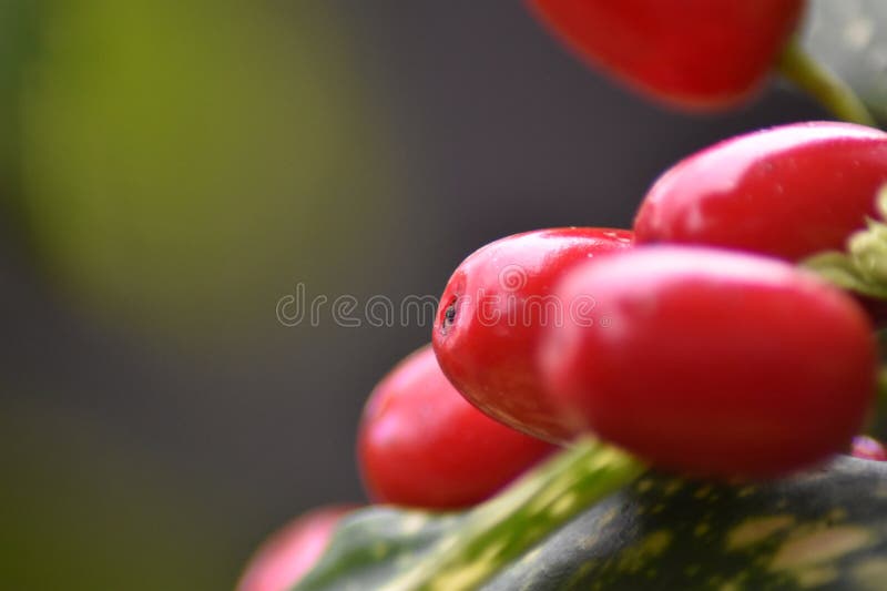 Aucuba Japonica, Red Berries Stock Photo - Image of spotted ...