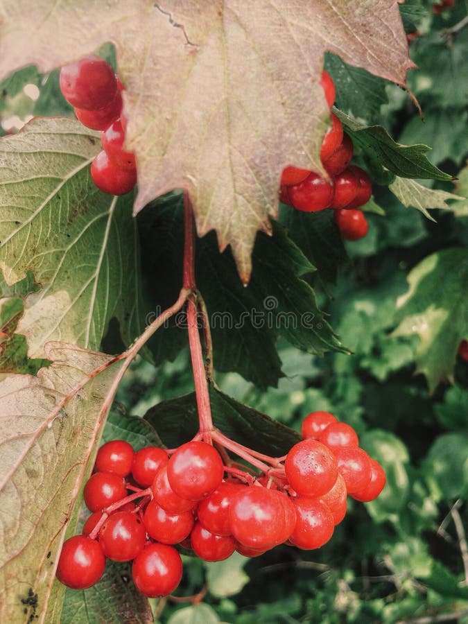 Red berries stock photo. Image of snowball, berries - 125130536