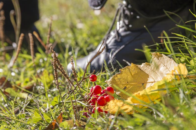 Red Berries and Autumn Leaves on the Grass Stock Image - Image of flora ...
