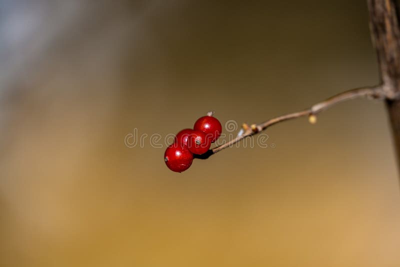 Red berries in autumn stock image. Image of china, plants - 263143465