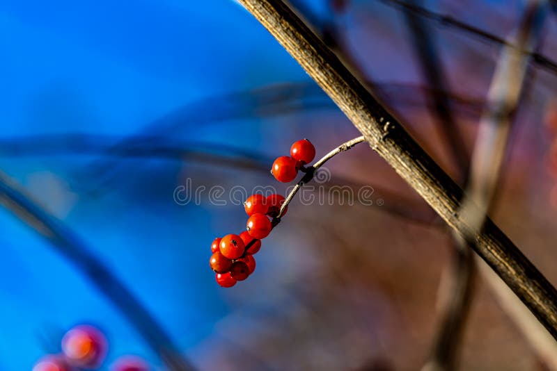 Red berries in autumn stock photo. Image of plants, berry - 263143452