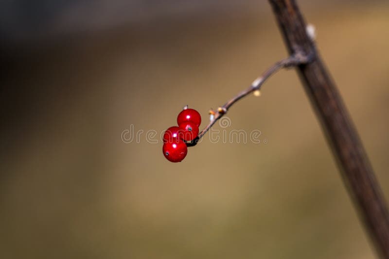 Red berries in autumn stock image. Image of china, plants - 263143465