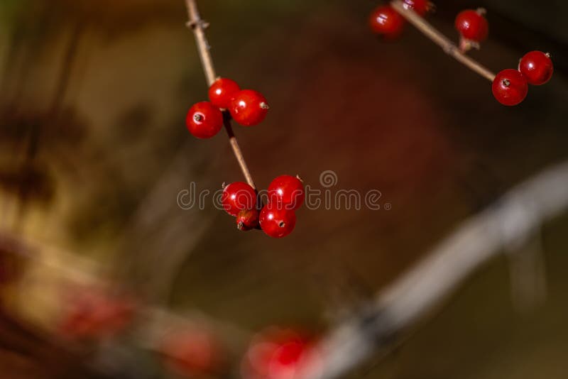 Red berries in autumn stock photo. Image of plants, berry - 263143452