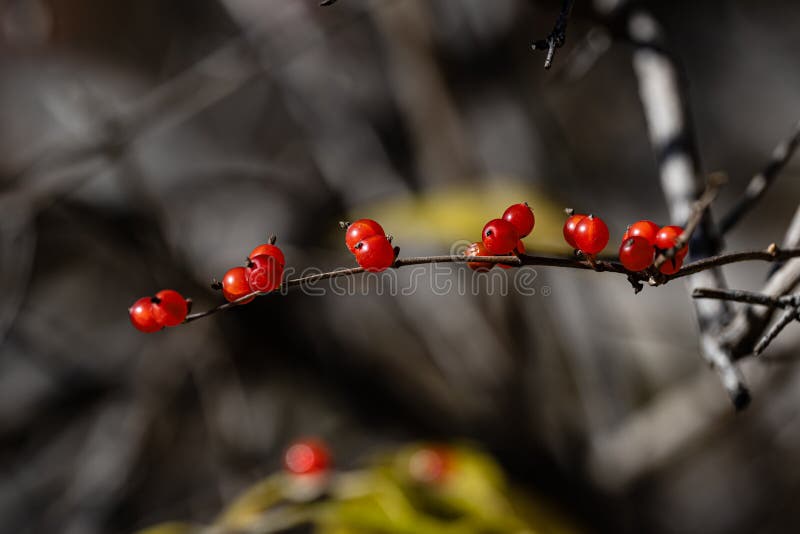 Red berries in autumn stock photo. Image of plants, berry - 263143452