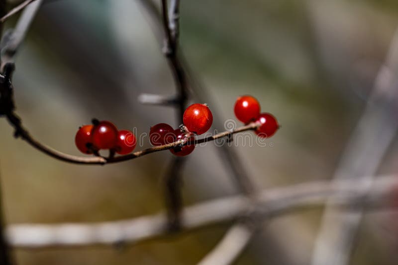 Red berries in autumn stock photo. Image of plants, berry - 263143452