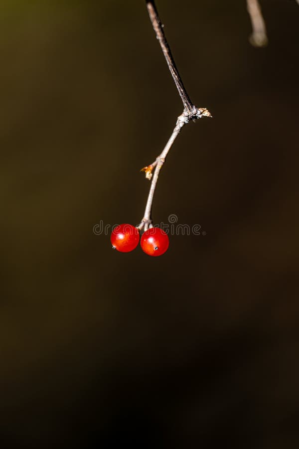Red berries in autumn stock photo. Image of plants, berry - 263143452