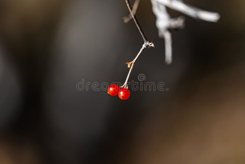 Red berries in autumn stock photo. Image of plants, berry - 263143452