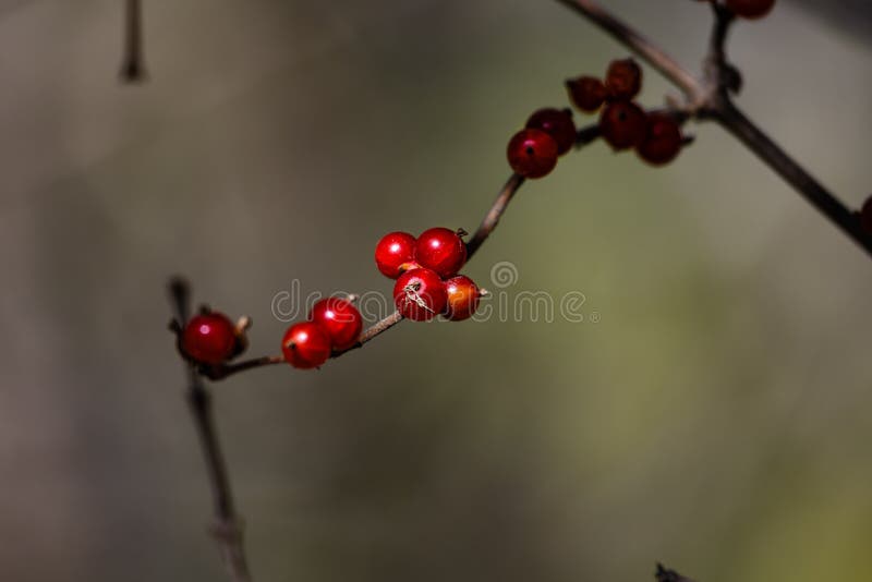 Red berries in autumn stock photo. Image of plants, berry - 263143452