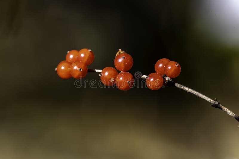 Red berries in autumn stock photo. Image of plants, berry - 263143452