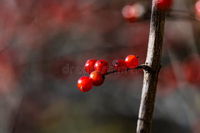 Red berries in autumn stock photo. Image of plants, berry - 263143452