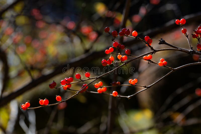 Red berries in autumn stock photo. Image of plants, berry - 263143452