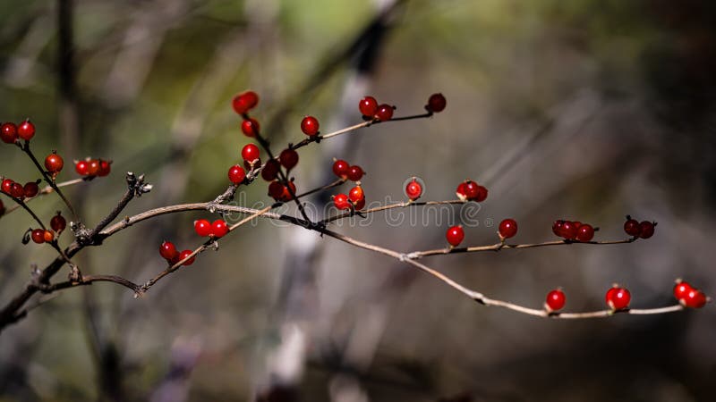 Red berries in autumn stock photo. Image of plants, berry - 263143452