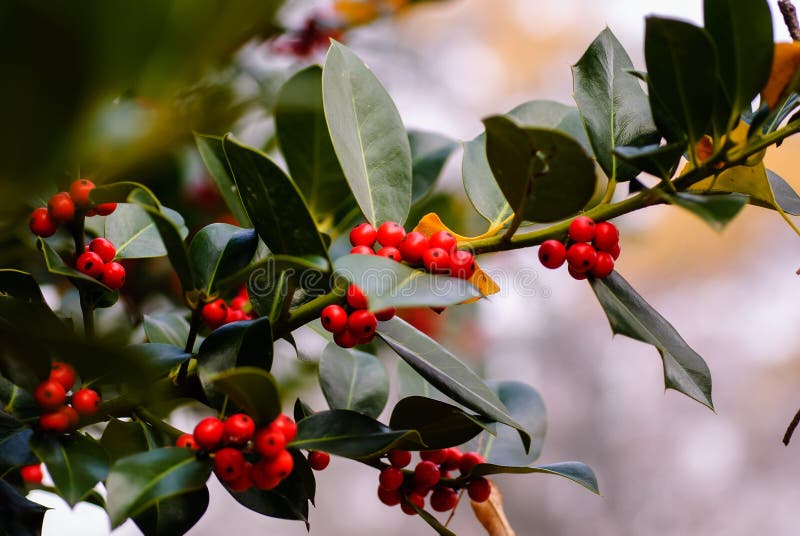 Red berries stock image. Image of leaves, winter, autumn - 80101247