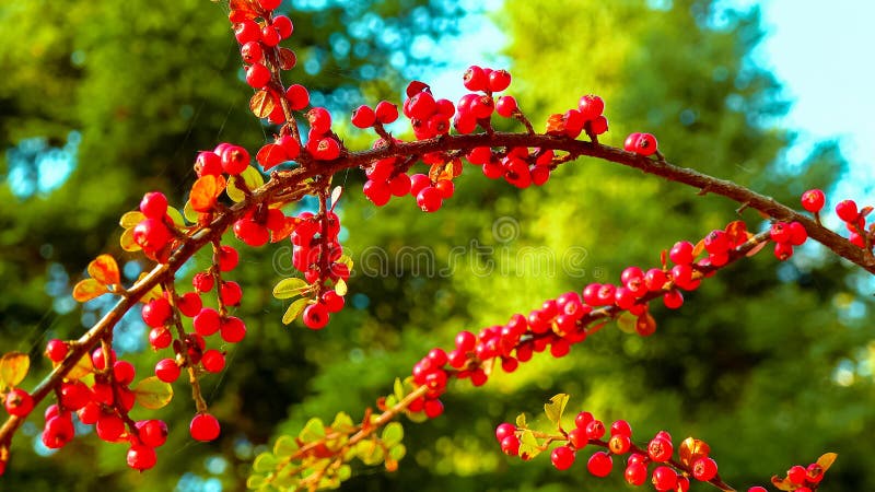 Red Berries on a Background of Green Leaves (Cotoneaster Horizontalis ...