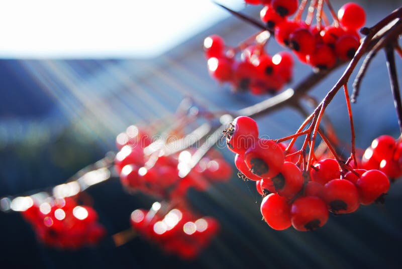 Red Berries and Branch stock image. Image of contrast - 12340929