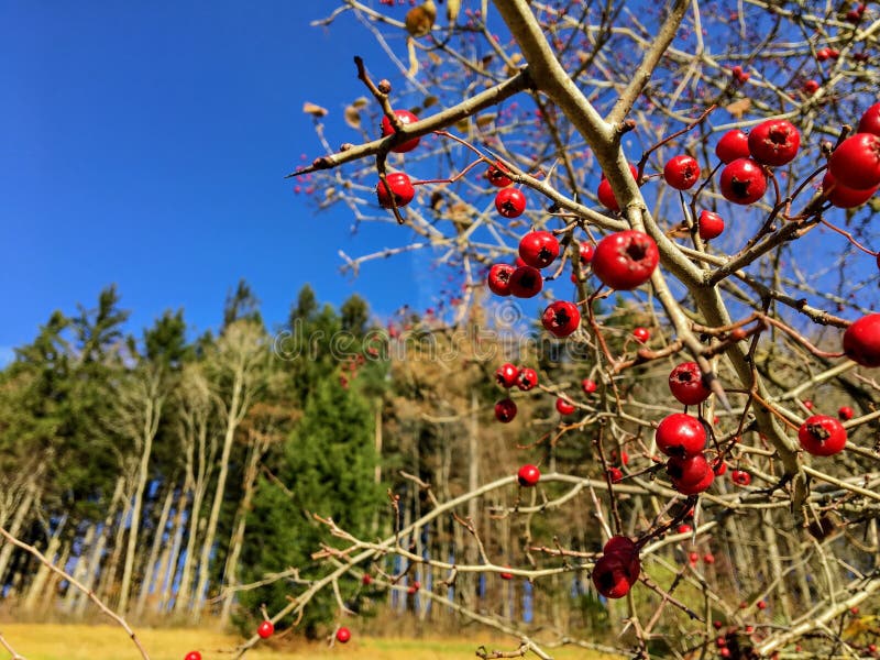 Red Berries in an Autumn Forest Stock Image - Image of castle, hills ...