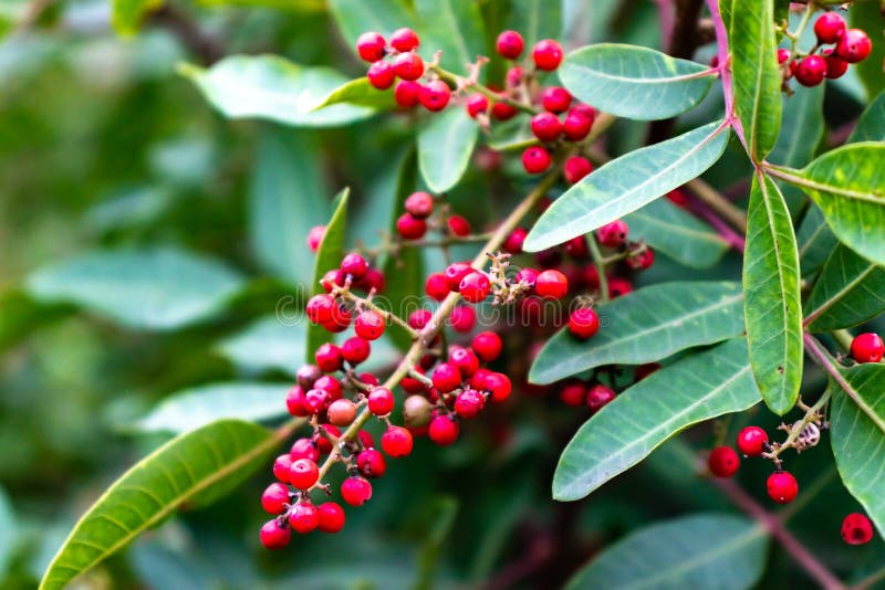 Red berries on a branch stock image. Image of plant - 134418047