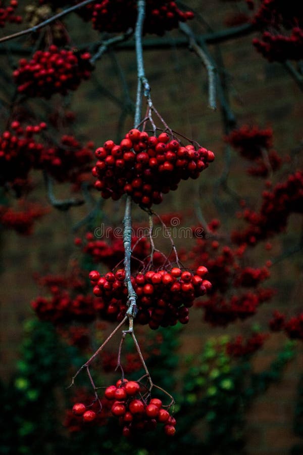 Red berries on a branch stock photo. Image of garden - 179753290