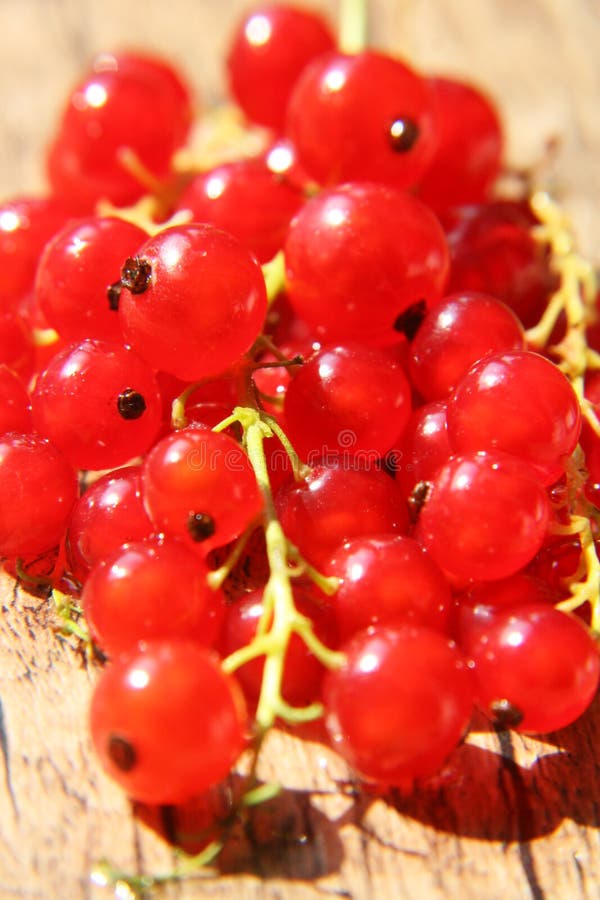 Red berries stock photo. Image of crop, straw, plants - 43271650